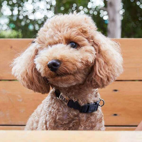 100% Stainless Steel Dog Tags with Deep Engraving | Dogstags.ca