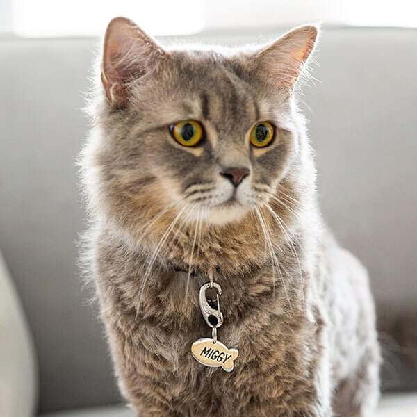 100% Stainless Steel Dog Tags with Deep Engraving | Dogstags.ca