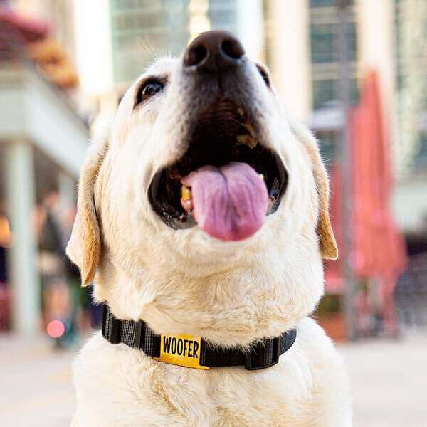 100% Stainless Steel Dog Tags with Deep Engraving | Dogstags.ca